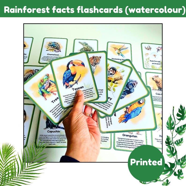 Rainforest Facts Flashcards | Jungle Animals Flashcards | Beautiful ...