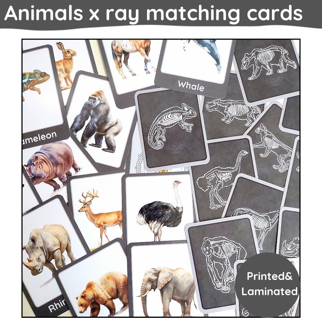 Animals X-ray Matching Cards | A6 Cards | a Set of 24 Cards in Total ...