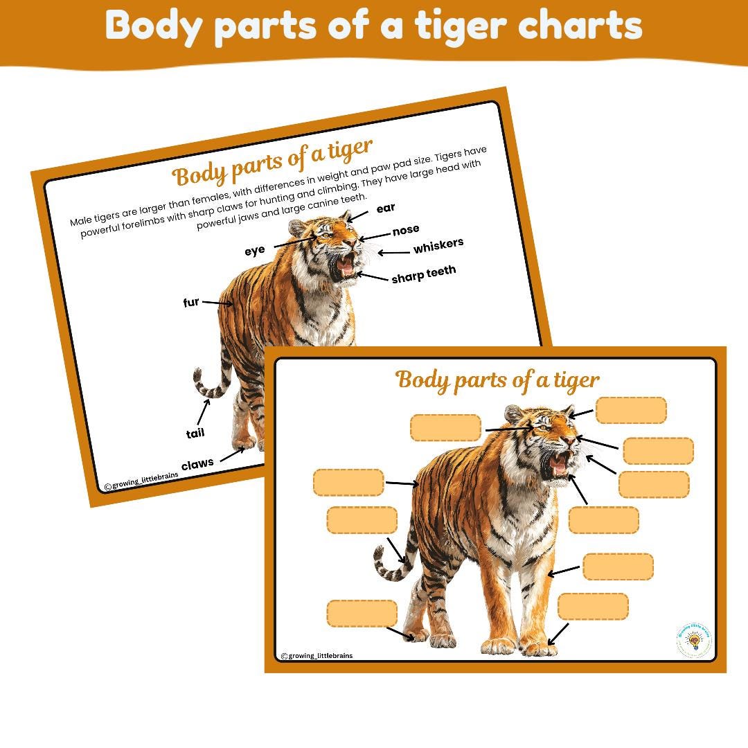 All About Tigers Learning Pack | Tiger | Rainforest | Jungle Animals ...