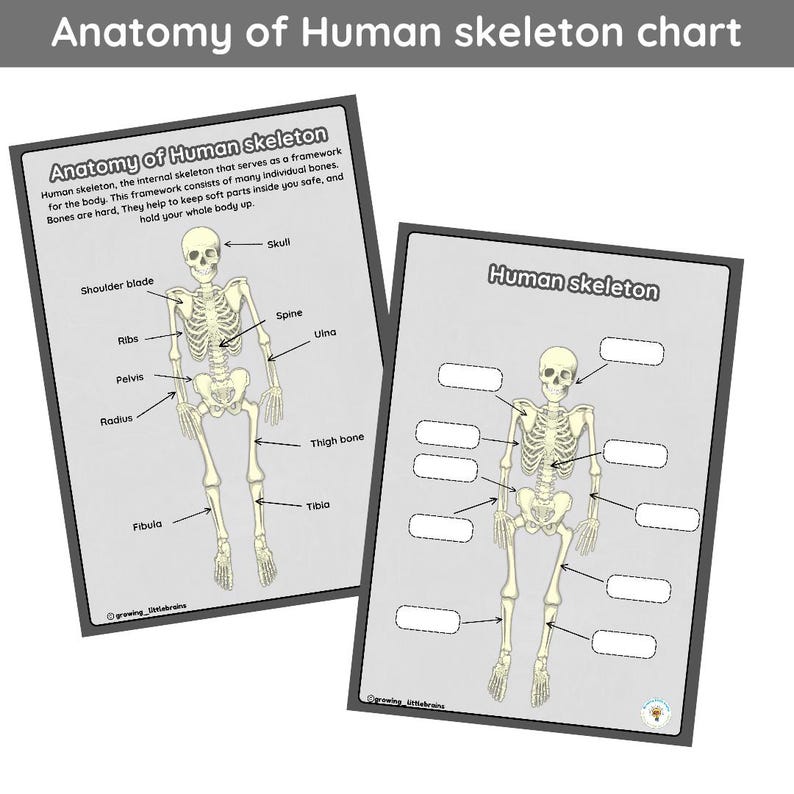 Human Skeleton Learning Pack| Shadow Match and Facts Flash Cards ...