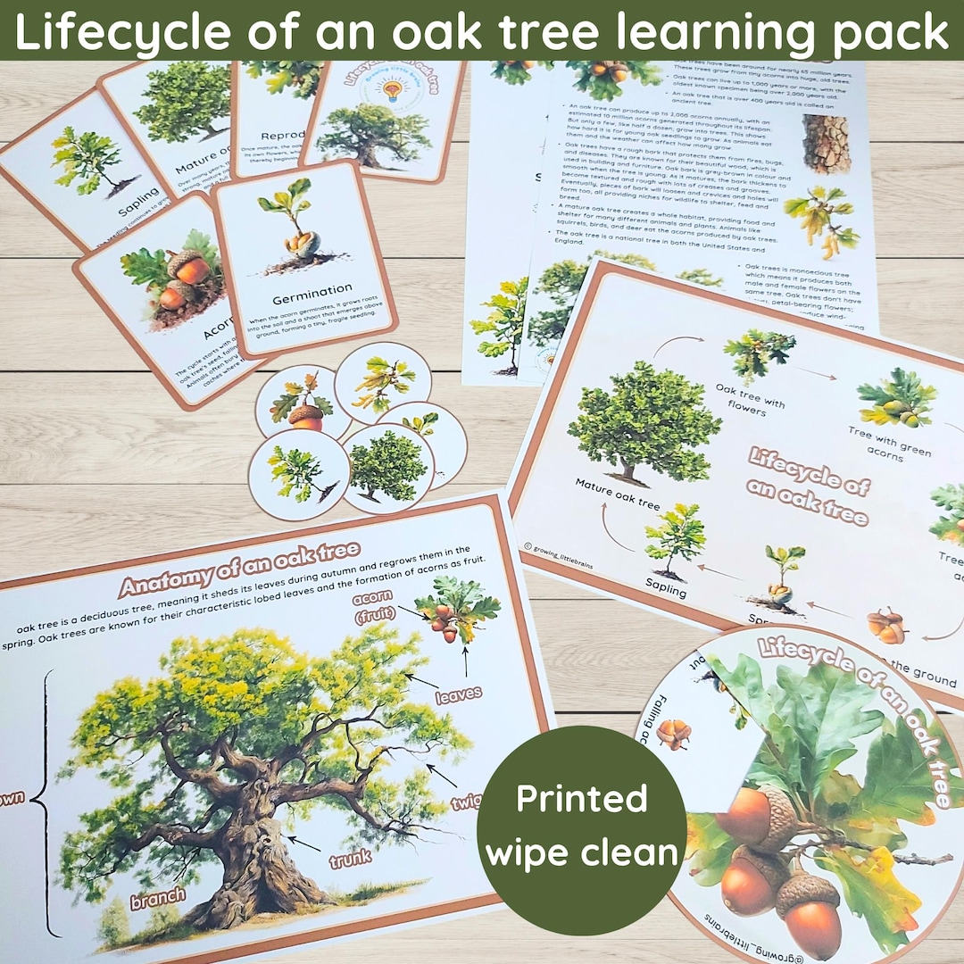 Oak Tree Lifecycle Learning Pack: Flashcards, Wheel & Anatomy Charts - Etsy