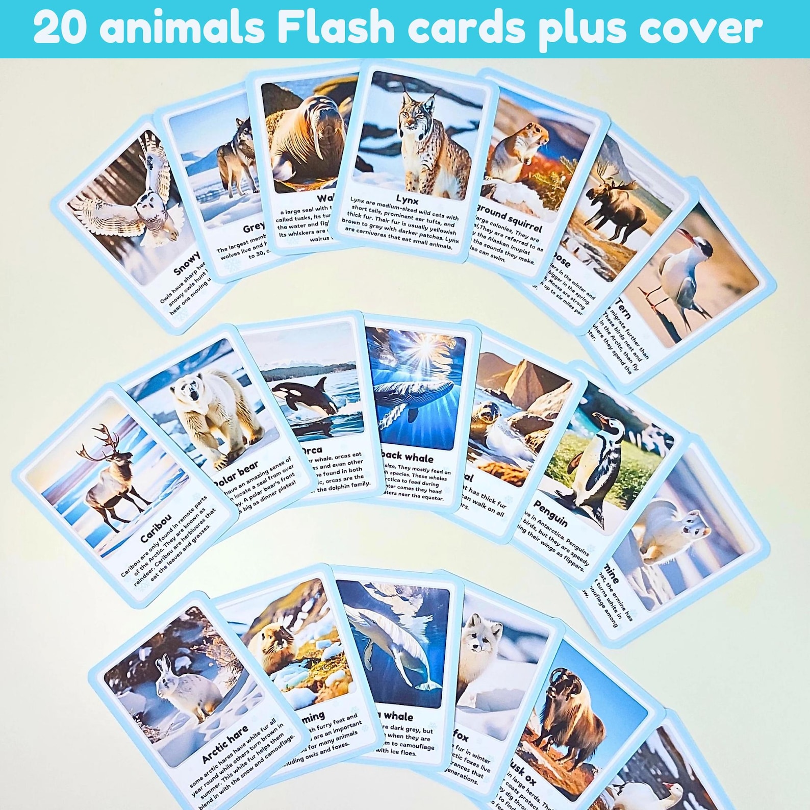 Polar Animals Facts Flashcards With Real Pictures | a Set of 20 ...