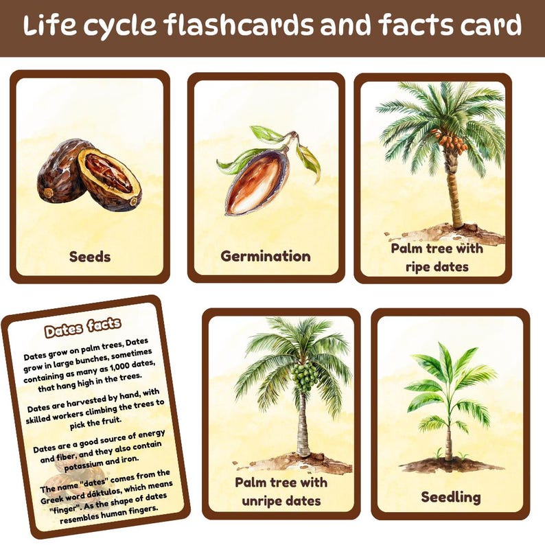 Life Cycle of a Palm Tree Learing Pack | Wheel and Flashcards | Palm ...