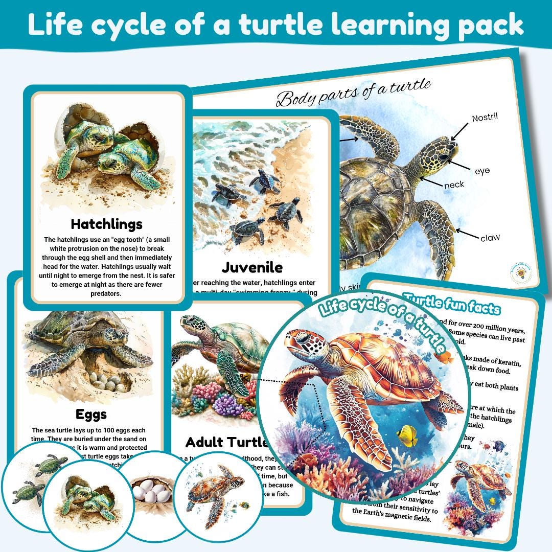 Life Cycle of a Turtle Learing Pack | Wheel and Flashcards | Turtle ...