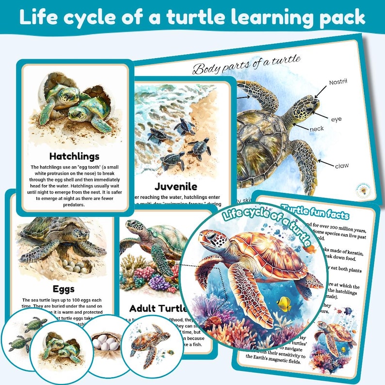 Life Cycle of a Turtle Learing Pack | Wheel and Flashcards | Turtle ...