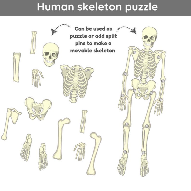 Human Skeleton Learning Pack| Shadow Match and Facts Flash Cards ...