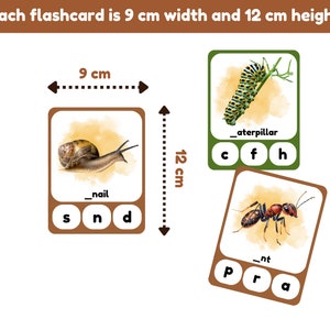 Minibeasts Phonics Flashcards | Beginning Sounds Flashcards | Bugs ...