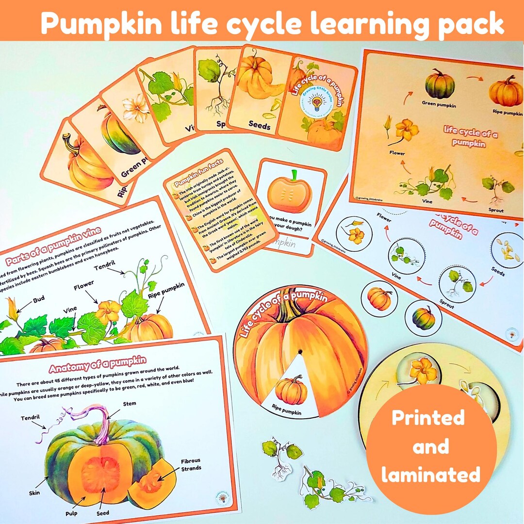 Pumpkin Lifecycle Learning Pack| Flashcards | Anatomy of a Pumpkin ...