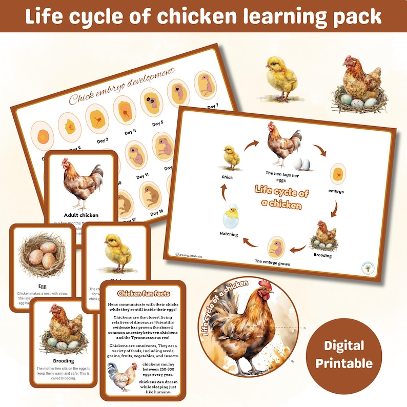 Life Cycle of a Chicken Learing Pack | Charts, Wheel and Flash Cards ...
