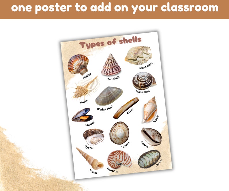Shells Types Poster and Scavenger Hunt Sheet | Amazing for Classroom ...