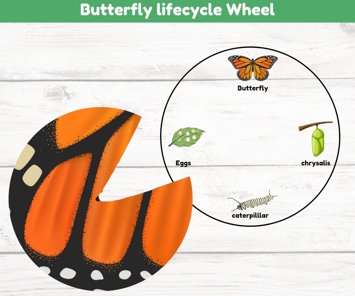 Monarch Butterfly Lifecycle Butterfly Lifecycle Flashcards and Chart ...