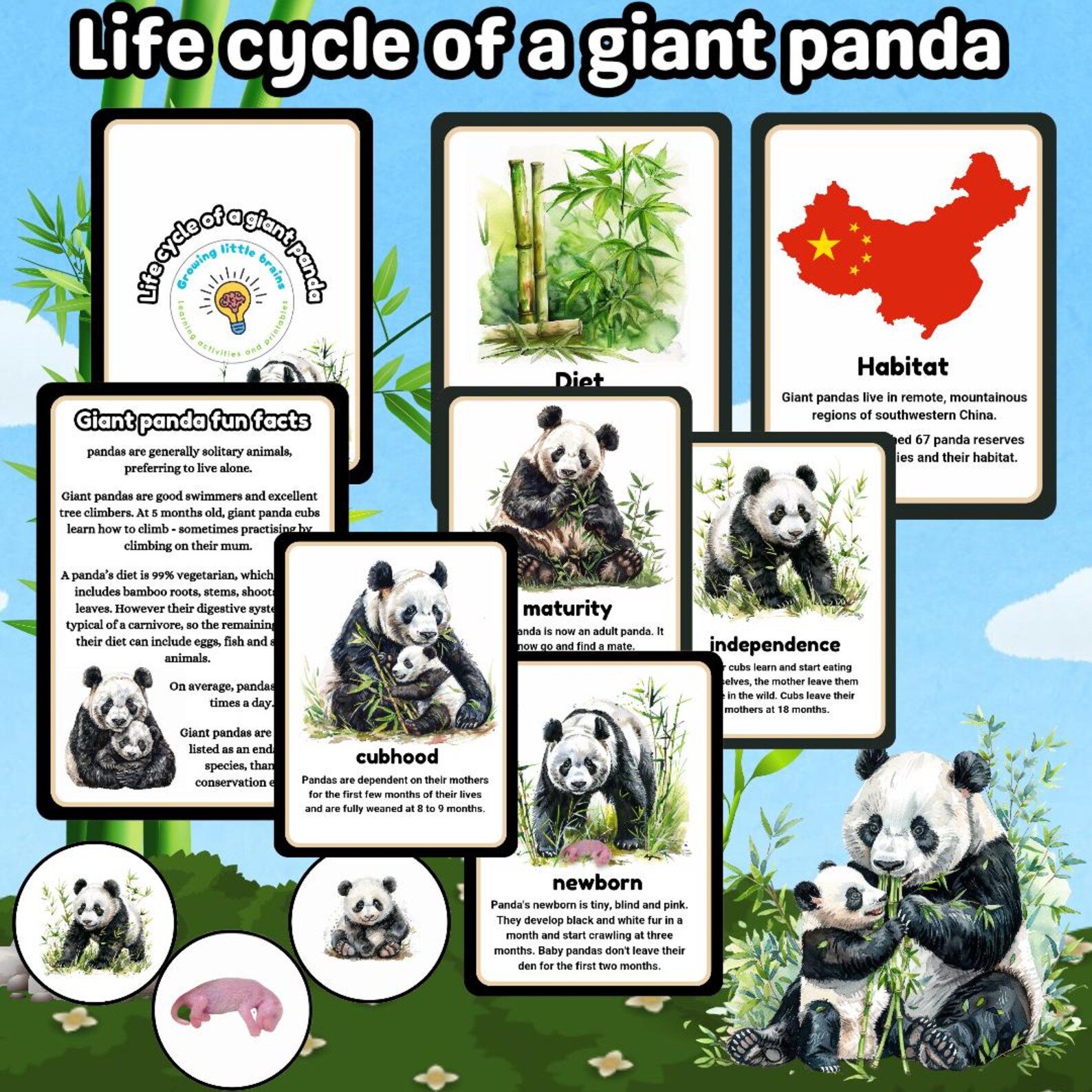 Lifecycle of a Giant Panda | Panda | Life Cycle | Jungle Animals ...