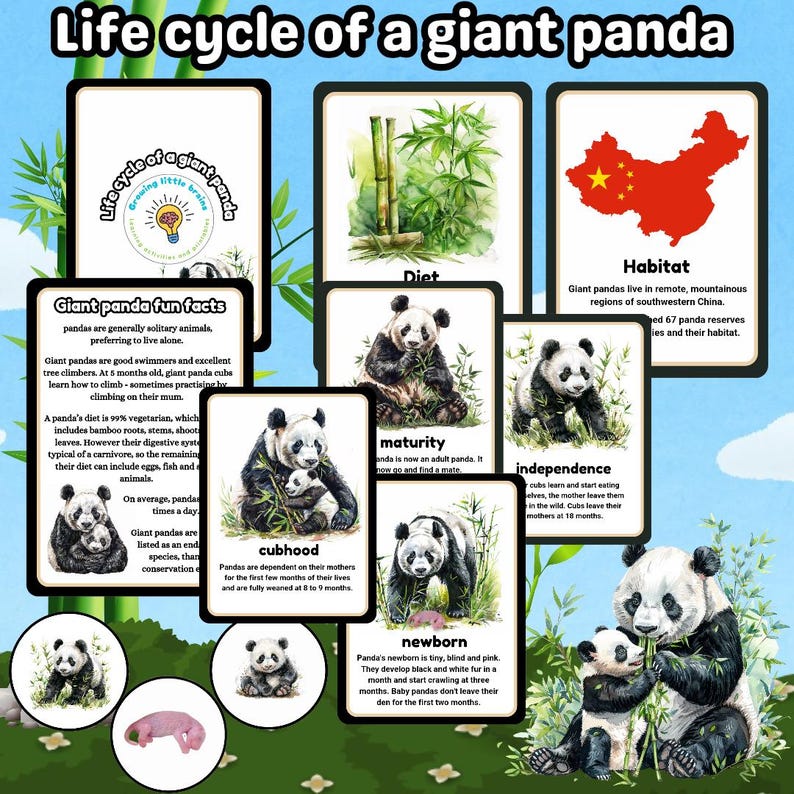 Lifecycle of a Giant Panda | Panda | Life Cycle | Jungle Animals ...