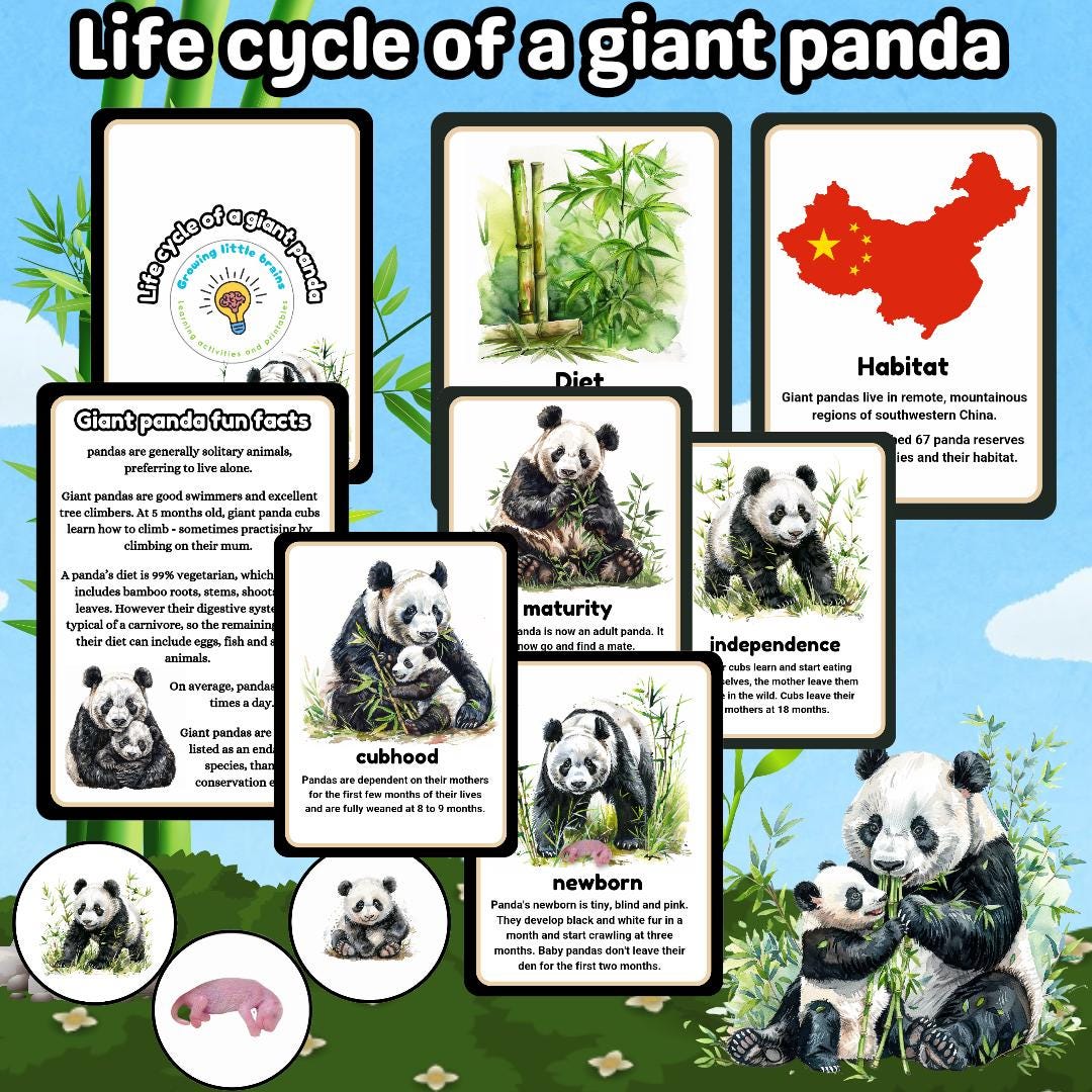 Lifecycle of a Giant Panda | Panda | Life Cycle | Jungle Animals ...