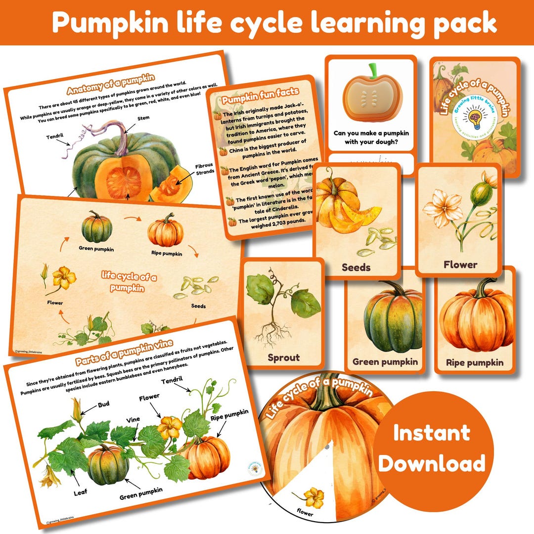 Pumpkin Life Cycle Learning Pack | Anatomy of Pumpkin | Parts of ...