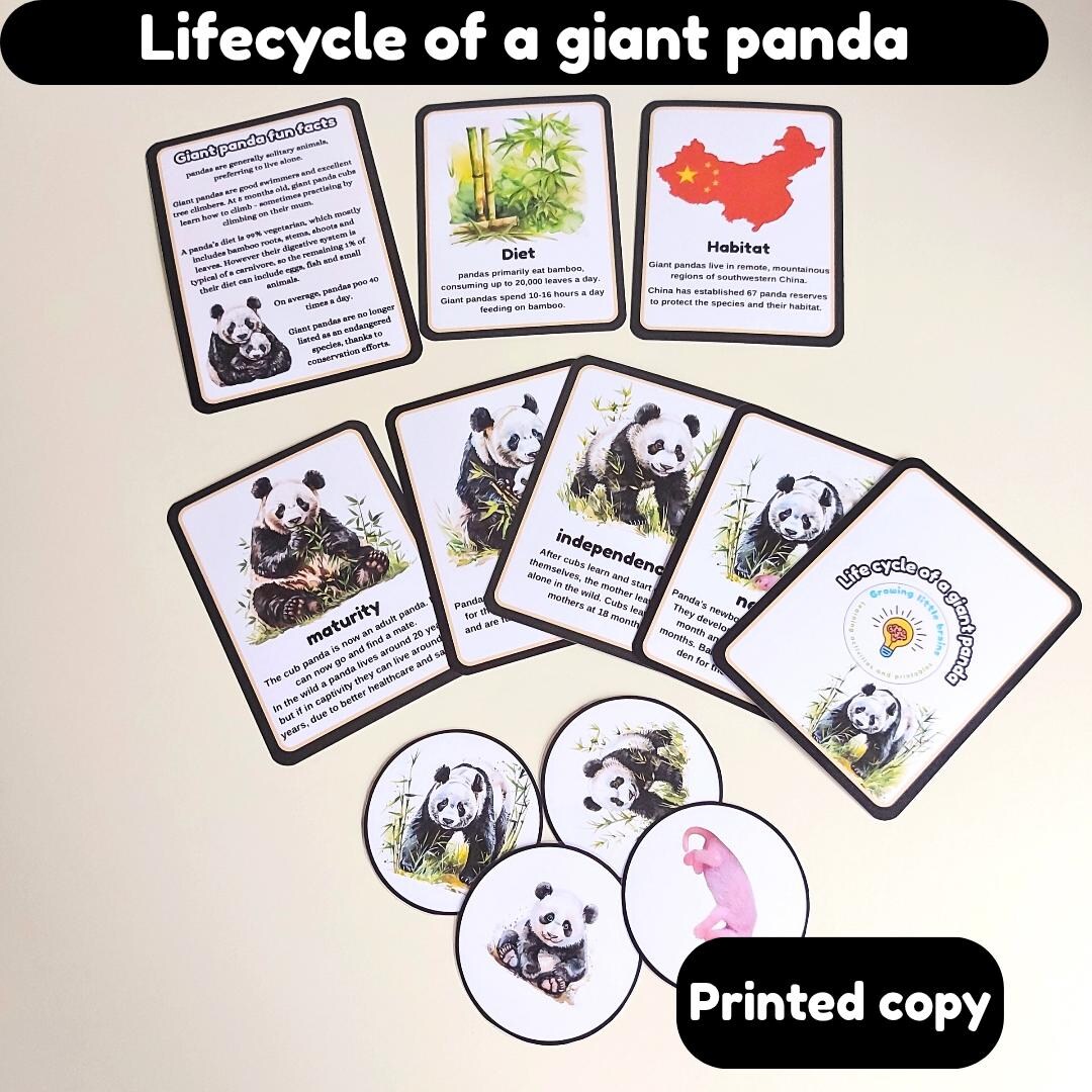 Life Cycle of a Panda Learning Pack | Life Cycle Flashcards | Fun Facts ...