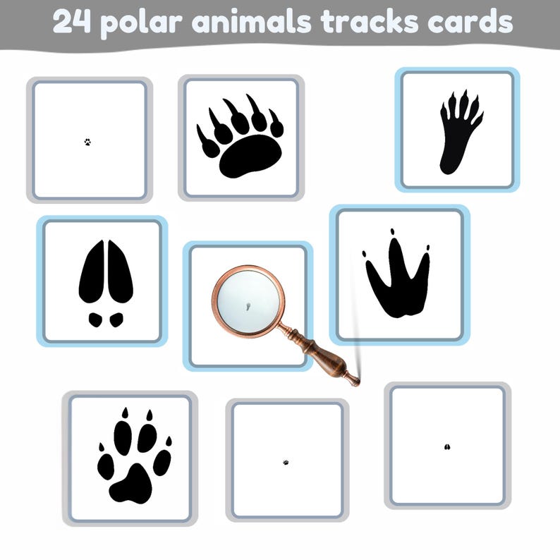 Polar Animals Learning Pack | Animals Tracks | Footprints | A4 Poster ...