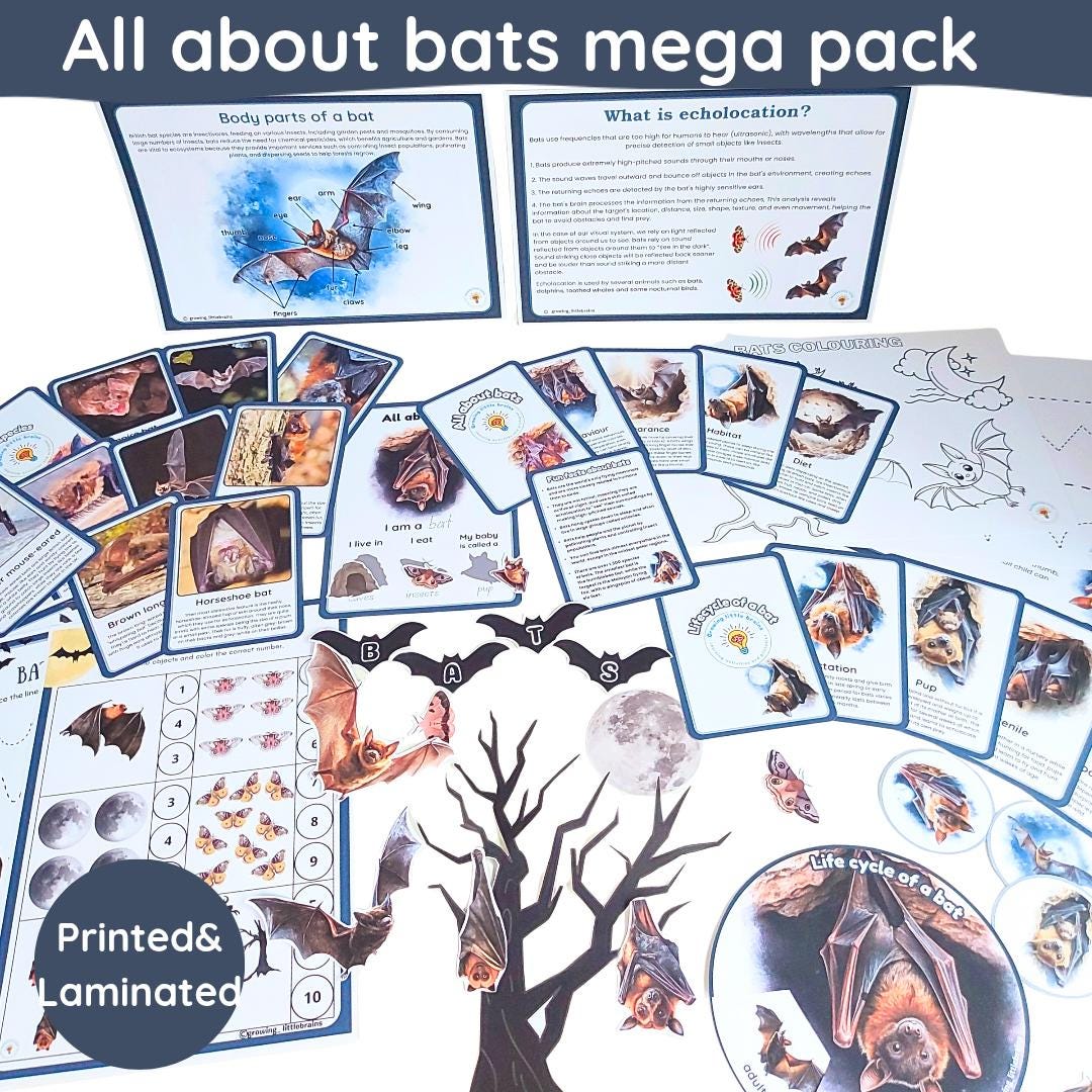 Bat Learning Pack: Life Cycle, Anatomy, Species, Activity Sheets - Etsy UK