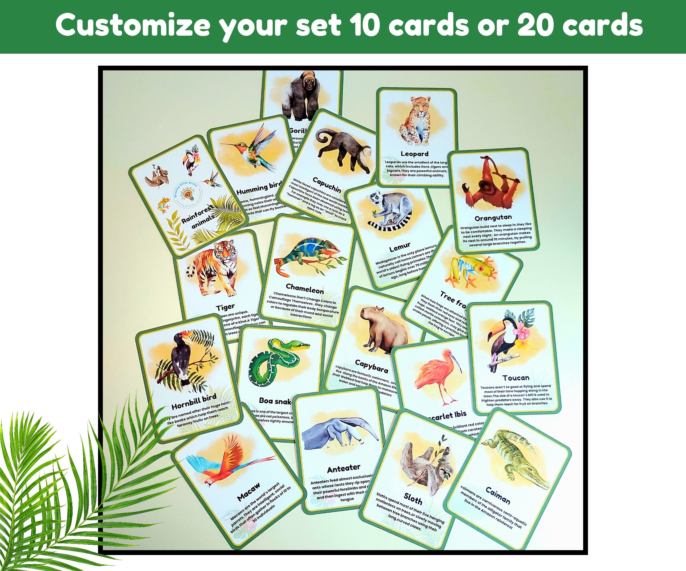 Rainforest Facts Flashcards | Jungle Animals Flashcards | Beautiful ...