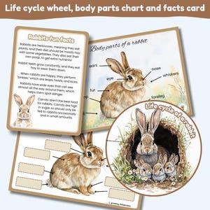 Life Cycle of a Rabbit Learing Pack | Wheel and Flashcards | Rabbit ...