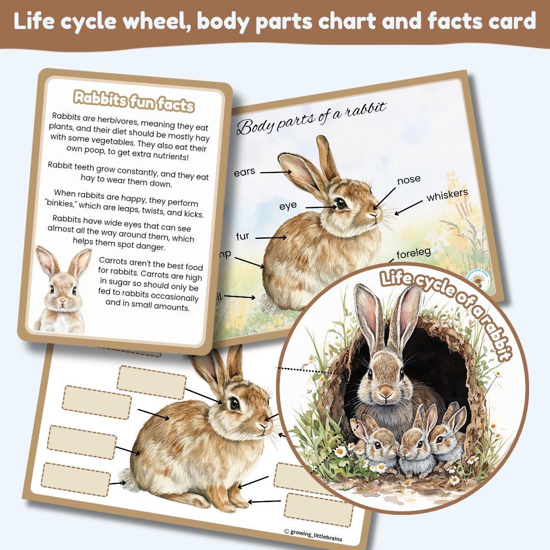 Life Cycle of a Rabbit Learing Pack | Wheel and Flashcards | Rabbit ...