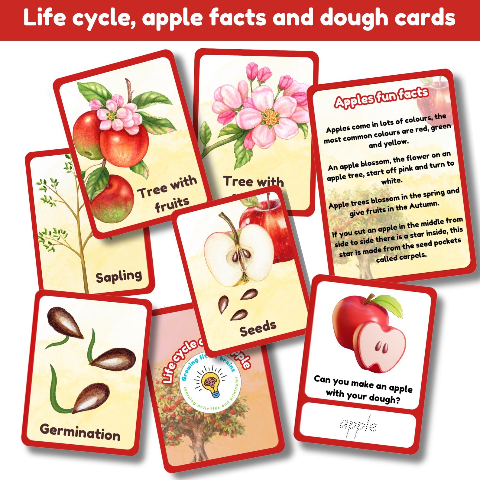 Apple Life Cycle Learning Pack | Life Cycle Flash Cards | Anatomy of an ...
