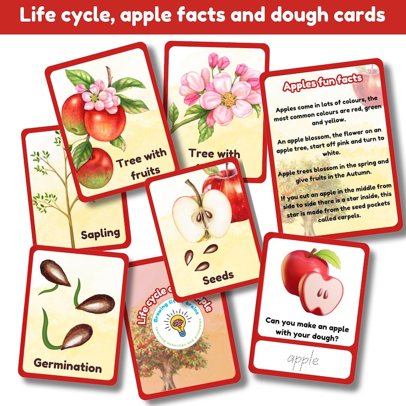Apple Life Cycle Learning Pack | Life Cycle Flash Cards | Anatomy of an ...