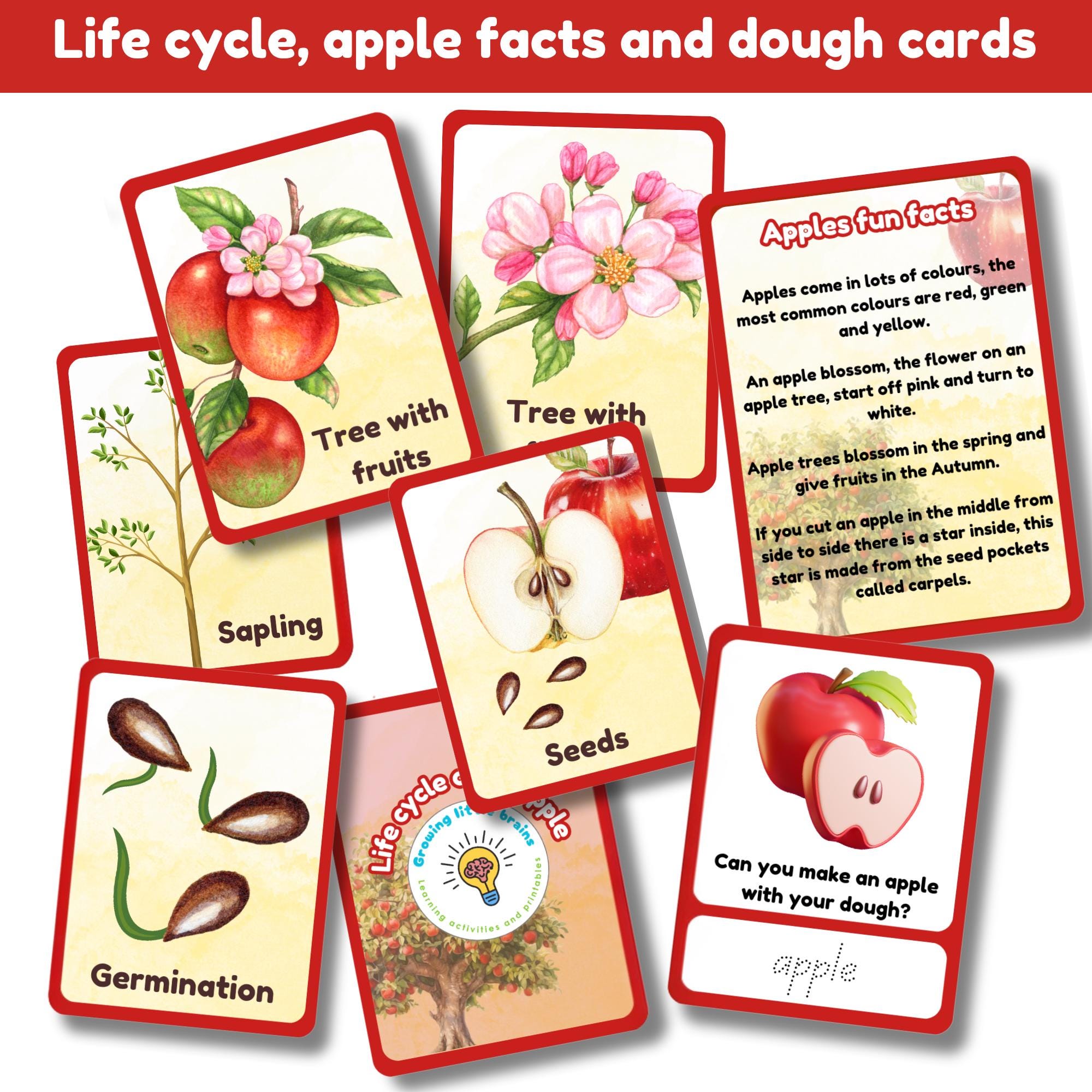 Apple Life Cycle Learning Pack | Life Cycle Flash Cards | Anatomy of an ...