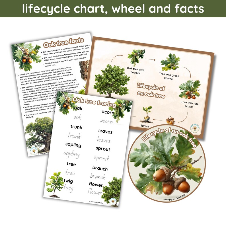 Oak Tree Life Cycle Learning Pack: Flashcards, Charts (digital ...