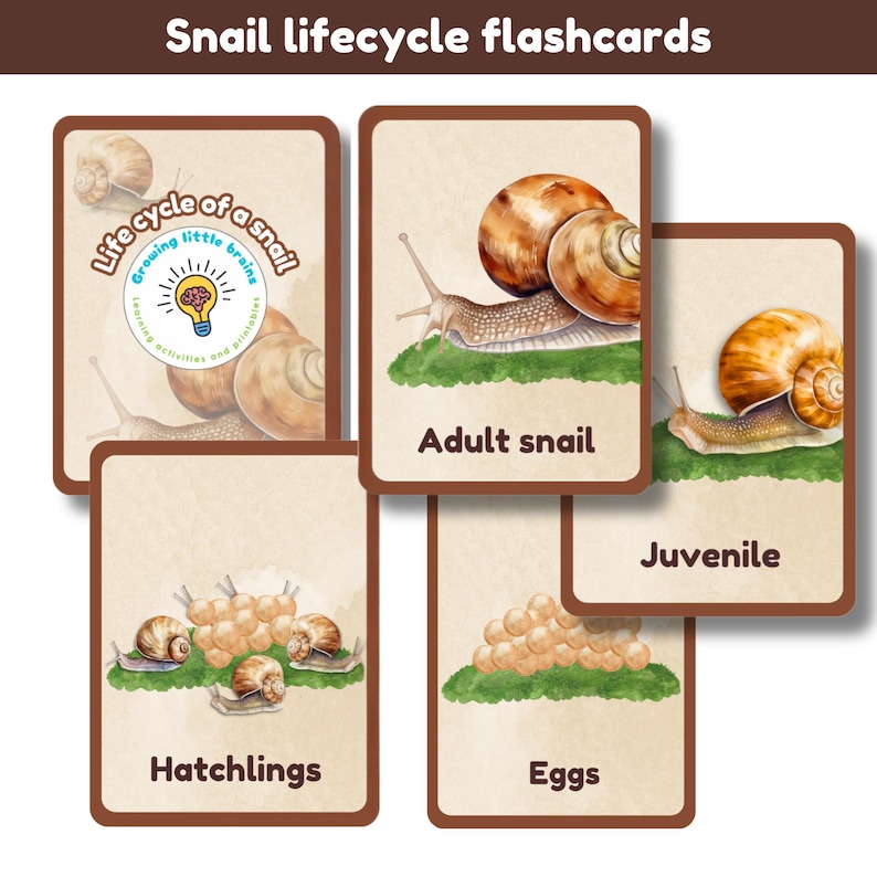 Snail Lifecycle Learning Pack | Flashcards | Lifecycle Wheel | Anatomy ...
