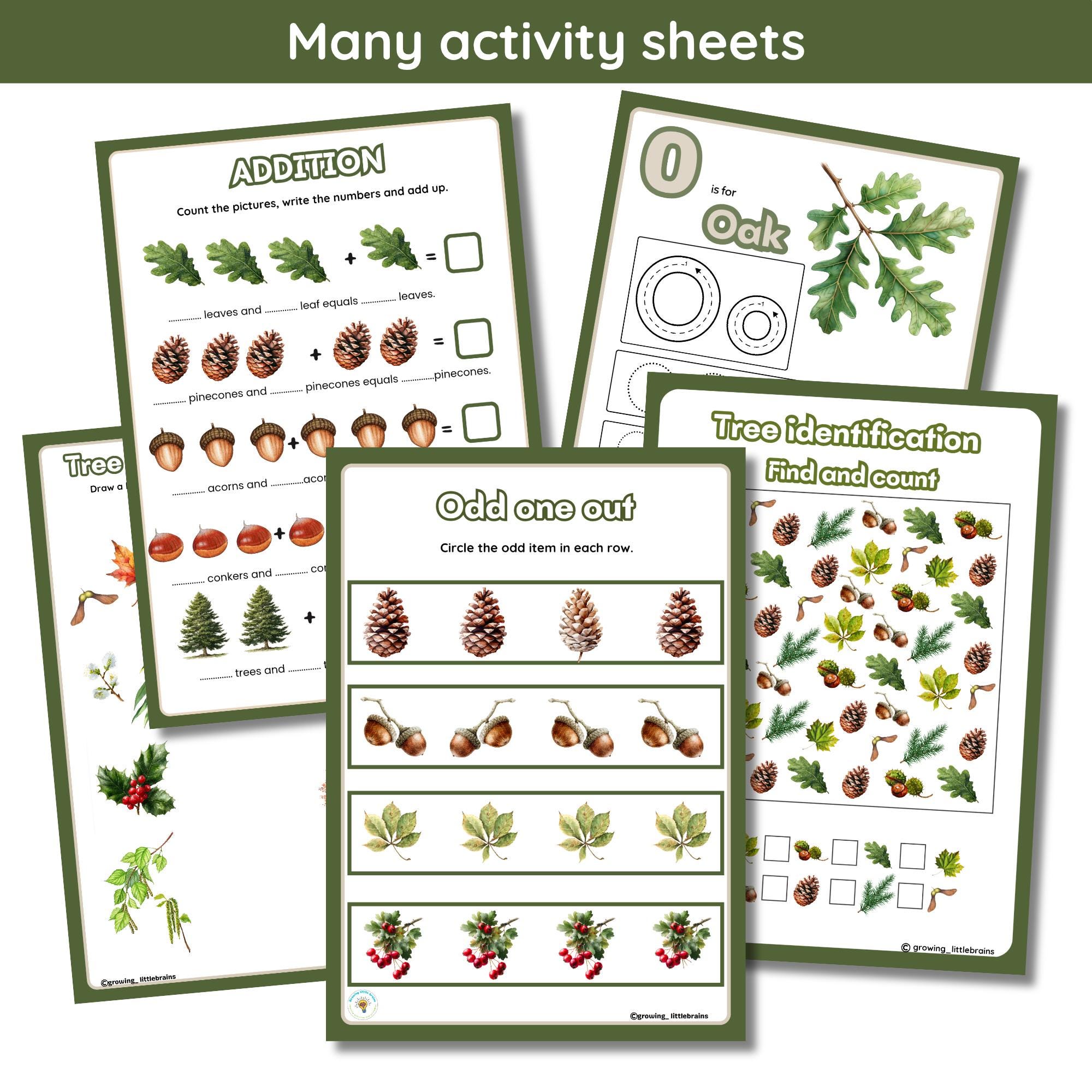 Tree Identification Learning Pack | 34 Facts Flashcards | Tree/leaf ...