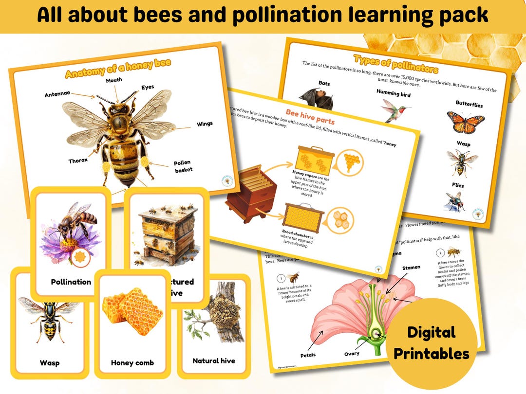 Honey Bee Study Bundle | Pollination | Beehive | Beekeeper | Flashcards ...