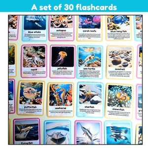 Ocean Facts Flash Cards | Sea Animals Flashcards With Real Pictures ...