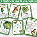 Monarch Butterfly Lifecycle | Butterfly Lifecycle Flashcards and Chart ...