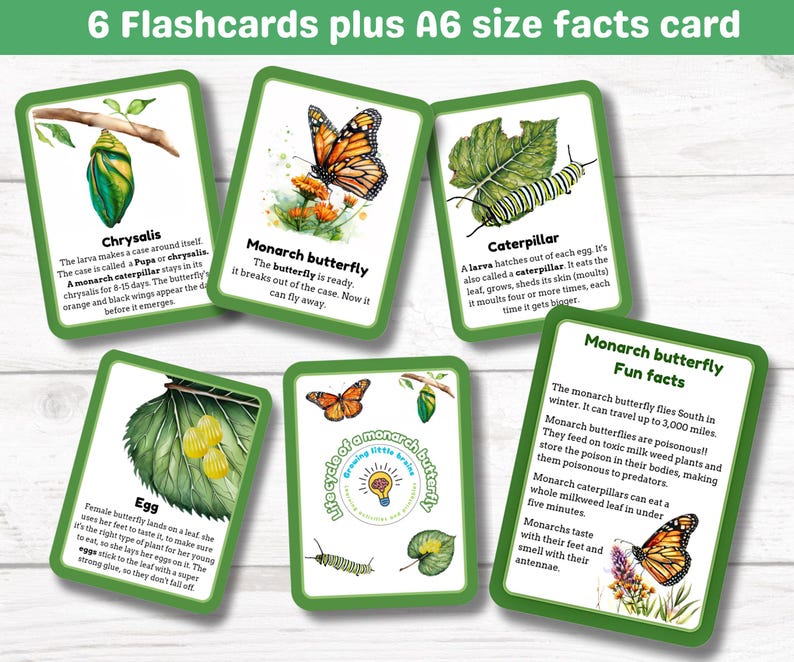 Monarch Butterfly Lifecycle | Butterfly Lifecycle Flashcards and Chart ...