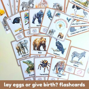 Wild Animals and Their Babies Learning Pack | Wild Animals | Flashcards ...