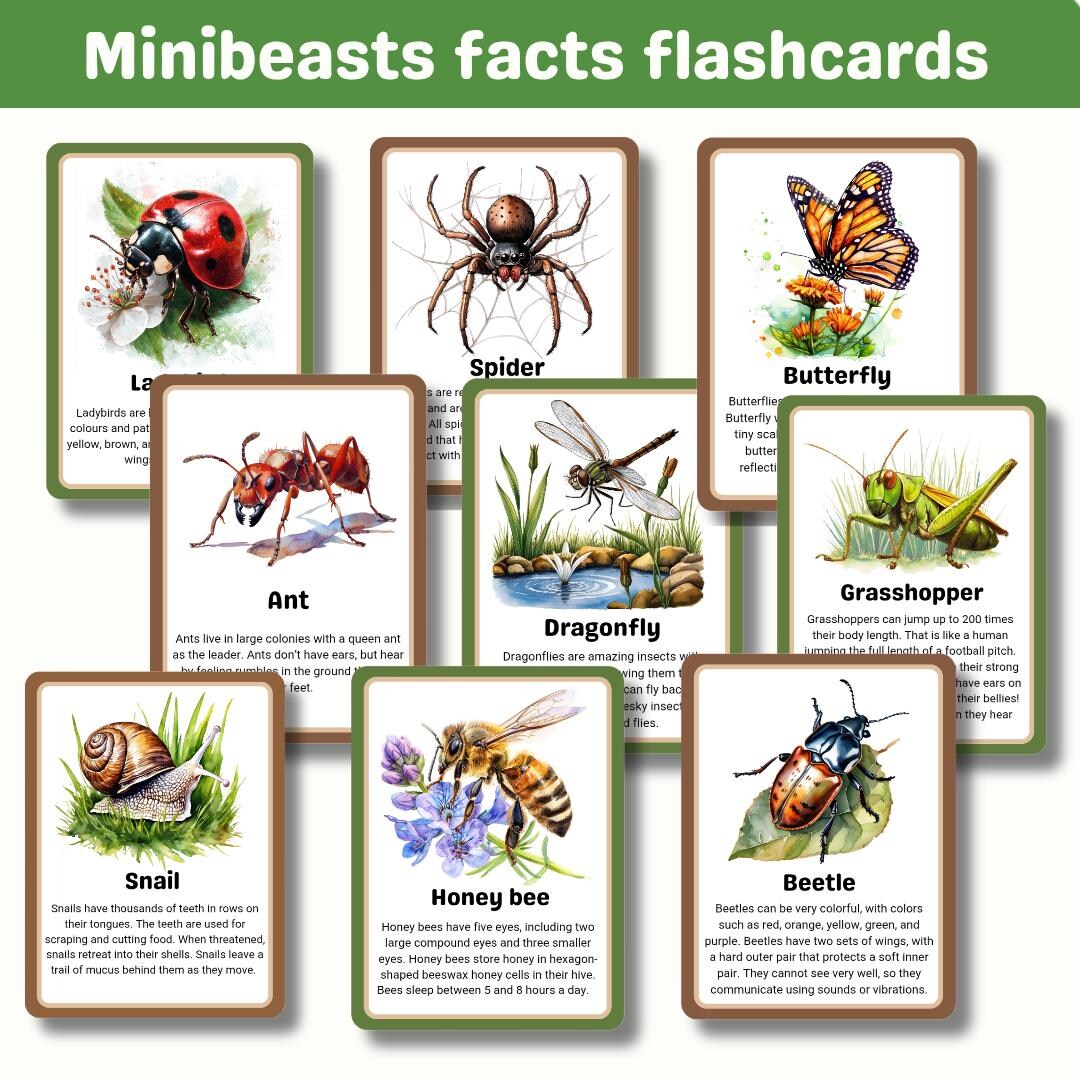 Minibeasts Facts Flashcards | Bugs| Spring | 16 Flashcards | Digital ...