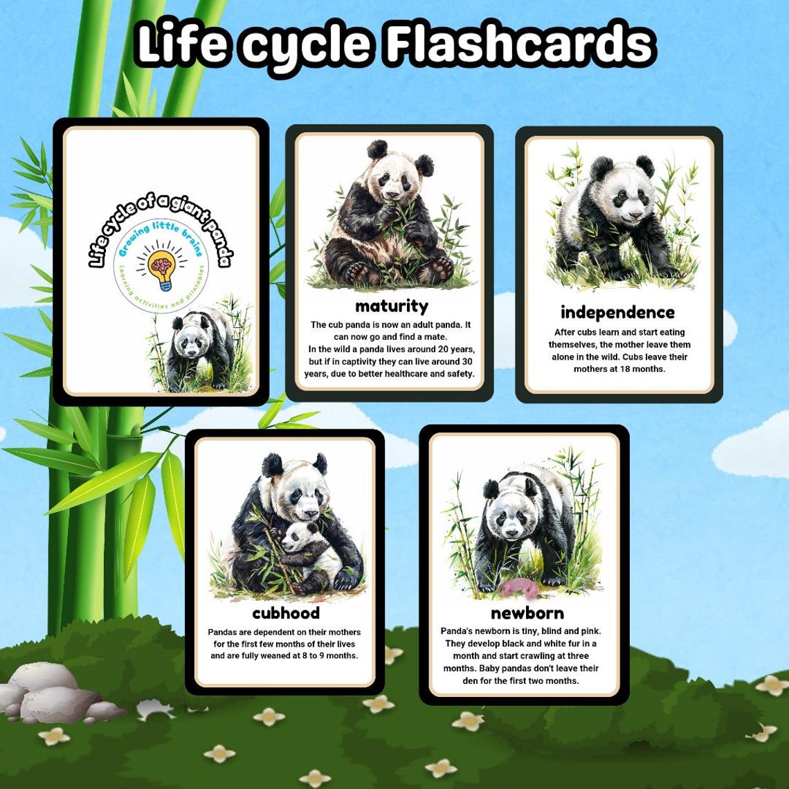 Lifecycle of a Giant Panda | Panda | Life Cycle | Jungle Animals ...