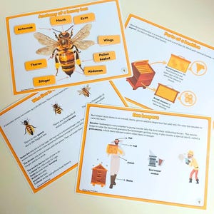 All About Bees Learning Pack | Life Cycle | Anatomy of Flower | Honey ...