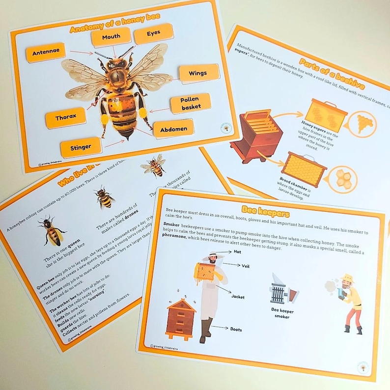 All About Bees Learning Pack | Life Cycle | Anatomy of Flower | Honey ...