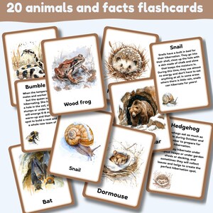 Hibernation Learning Pack: Watercolor Animals Flashcards & Poster ...