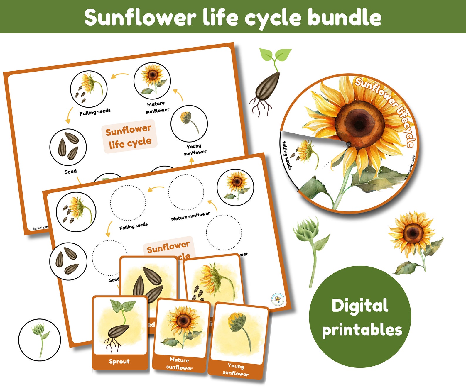 Sunflower Lifecycle Bundle | Life Cycle Chart | 6 Flashcards | Life ...