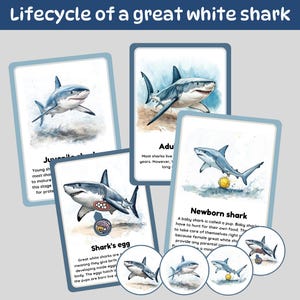 Sharks Species and Lifecycle Learning Pack | Great White Shark | Sharks ...