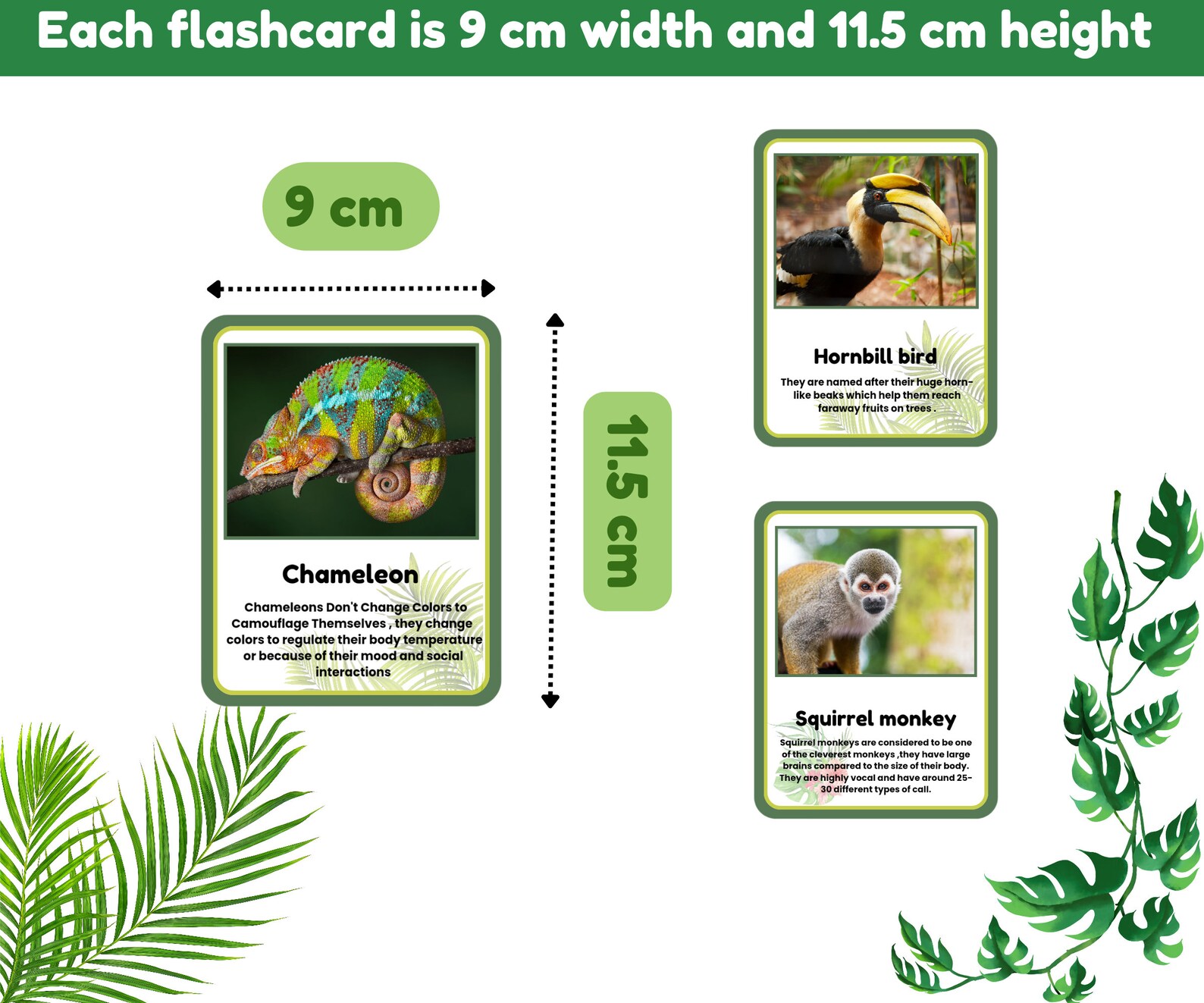 Rainforest Facts Flashcards | a Set of 20 Flashcards | Jungle Animals ...
