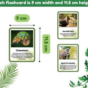 Rainforest Facts Flashcards | a Set of 20 Flashcards | Jungle Animals ...