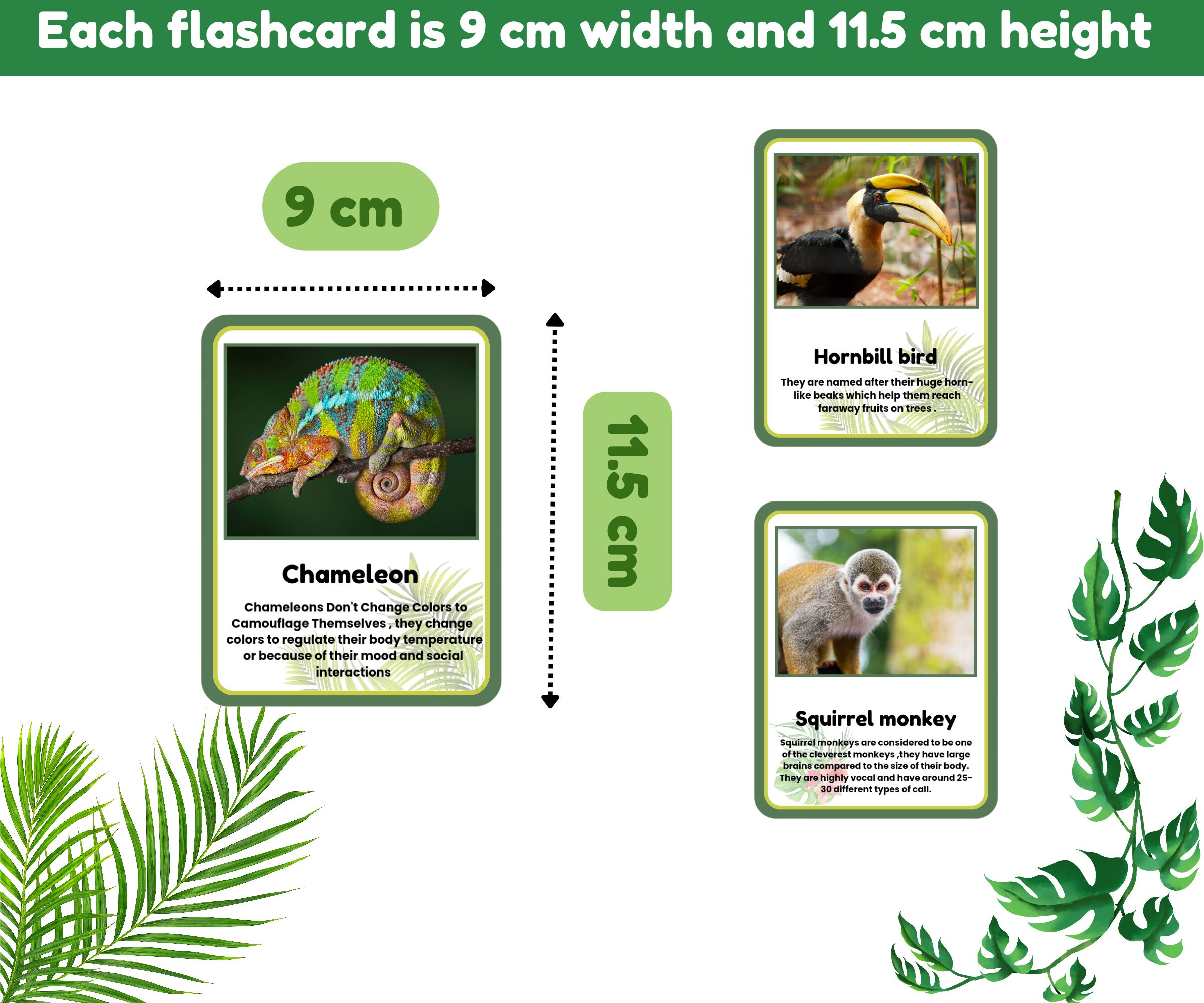 Rainforest Facts Flashcards | a Set of 20 Flashcards | Jungle Animals ...