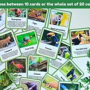 Rainforest Facts Flashcards | Jungle Animals Flashcards | Montessori ...