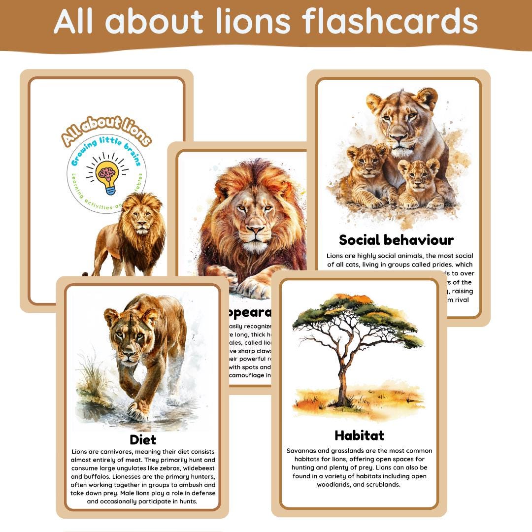 All About Lions Learning Pack | Lions | Rainforest | Jungle Animals ...