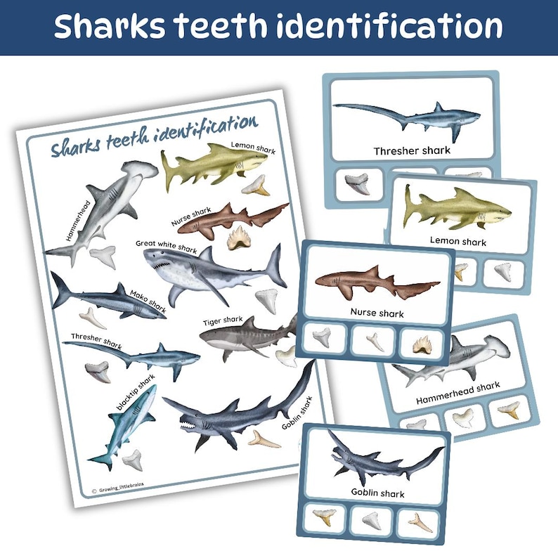 All About Sharks Learning Pack | Anatomy | Teeth Identification ...