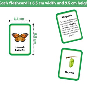 Monarch Butterfly Lifecycle Butterfly Lifecycle Flashcards and Chart ...
